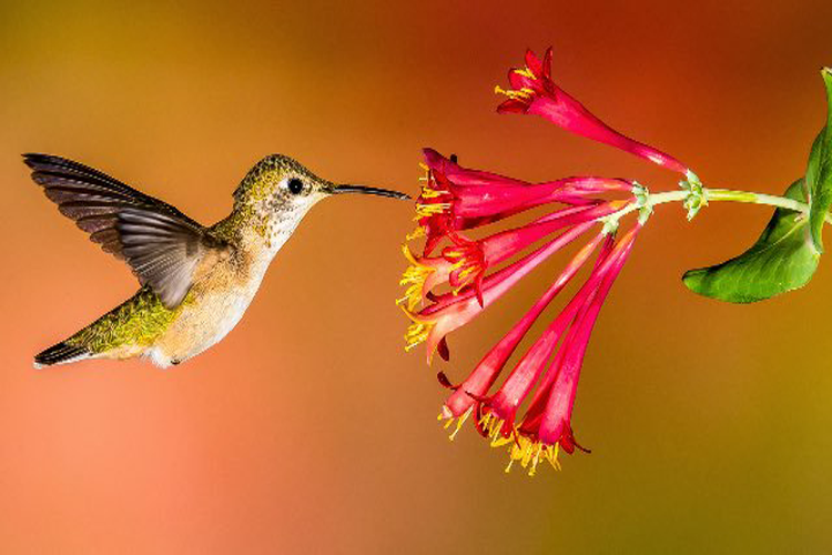 Pollinator Partners Hummingbirds Pollinator Partners Hummingbirds